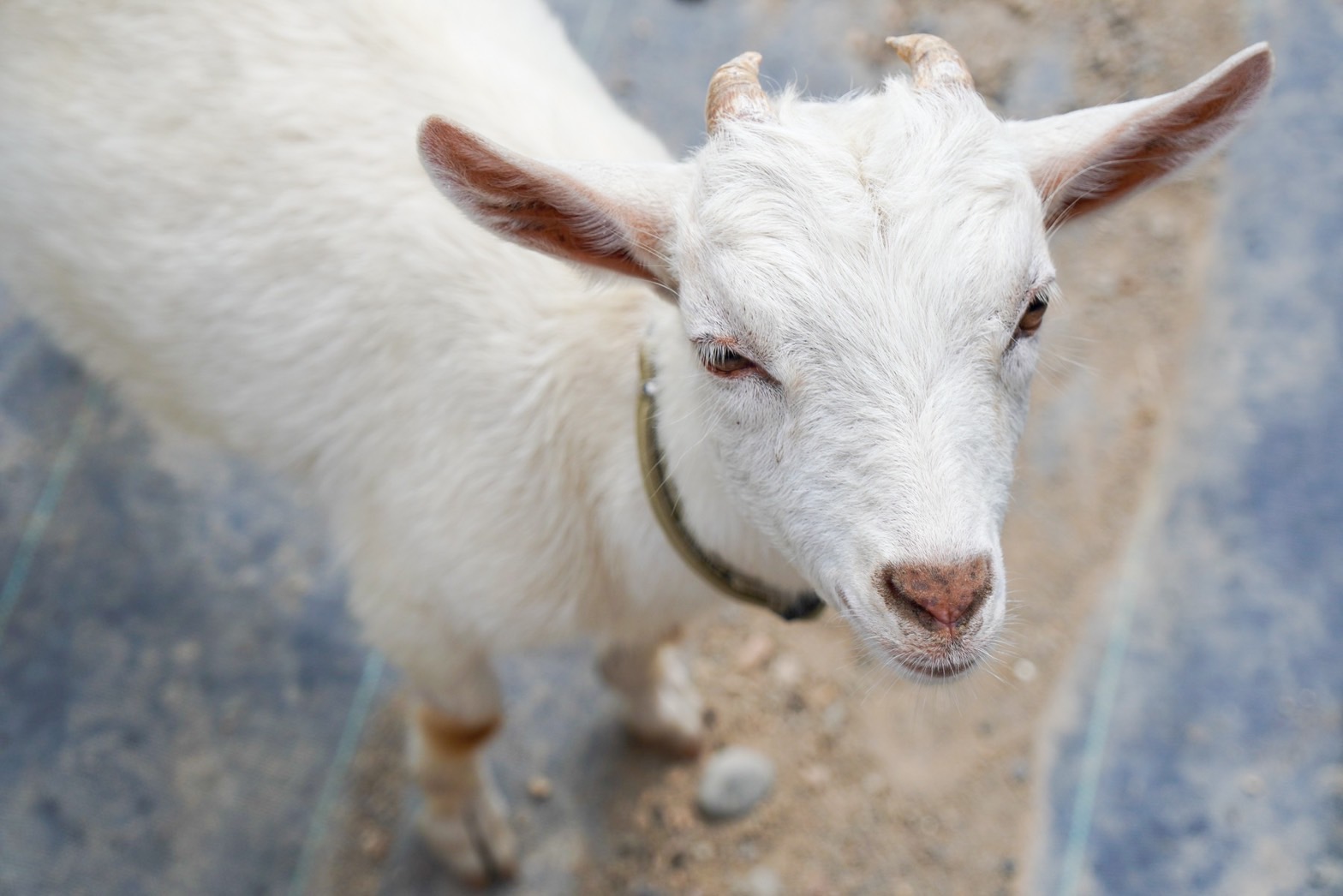 アドベンチャーリゾート施設「MOUNTQ（マウントキュー）」で遊ぼう！【和歌山県御坊市】 - ロカルわかやま-和歌山県